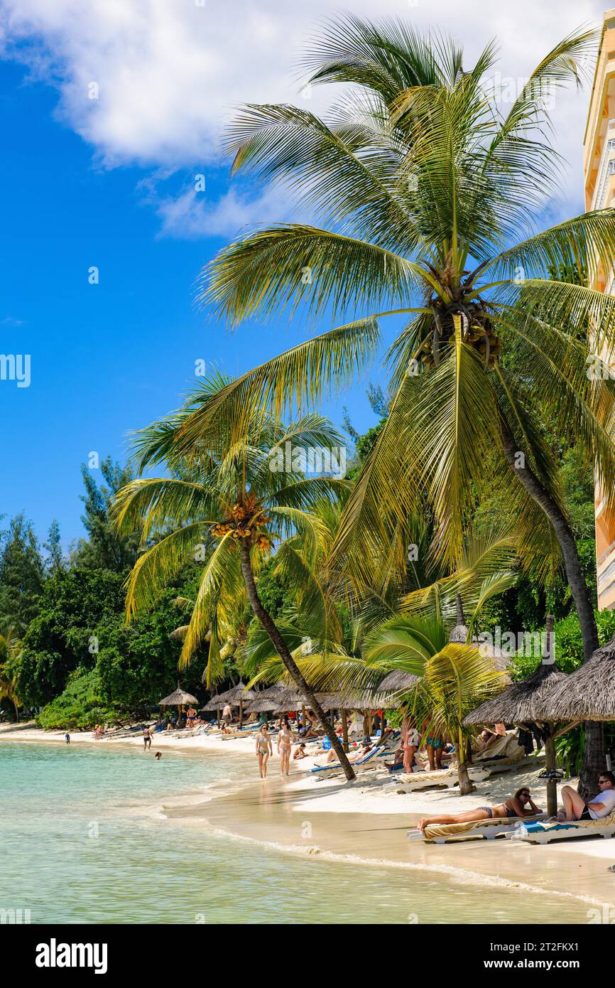 Beach with palm trees Coconut palms (Cocos nocifera) and fixed ...
