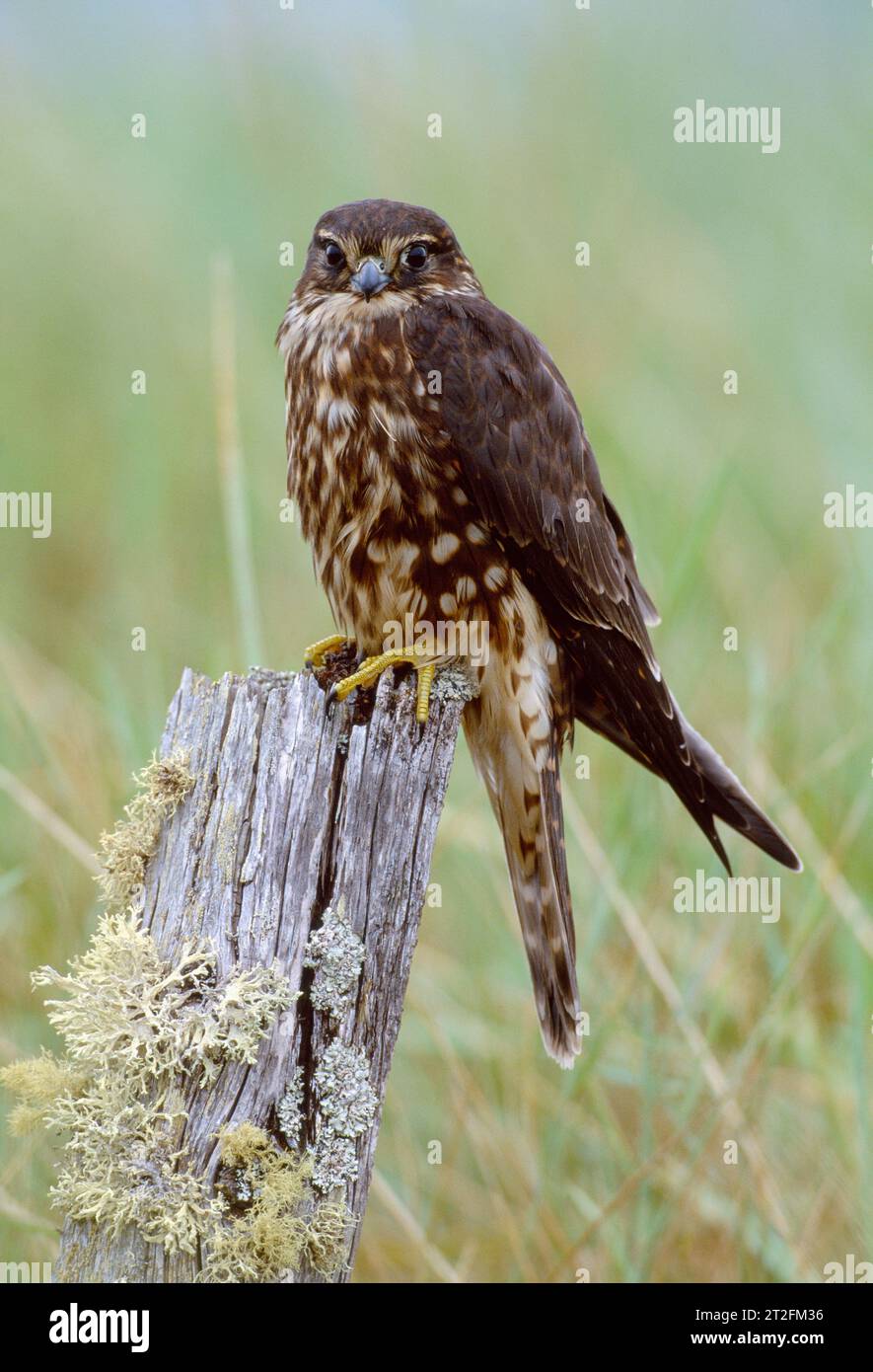 Merlin (Falco columbarius) perched on weathered fence post on ...