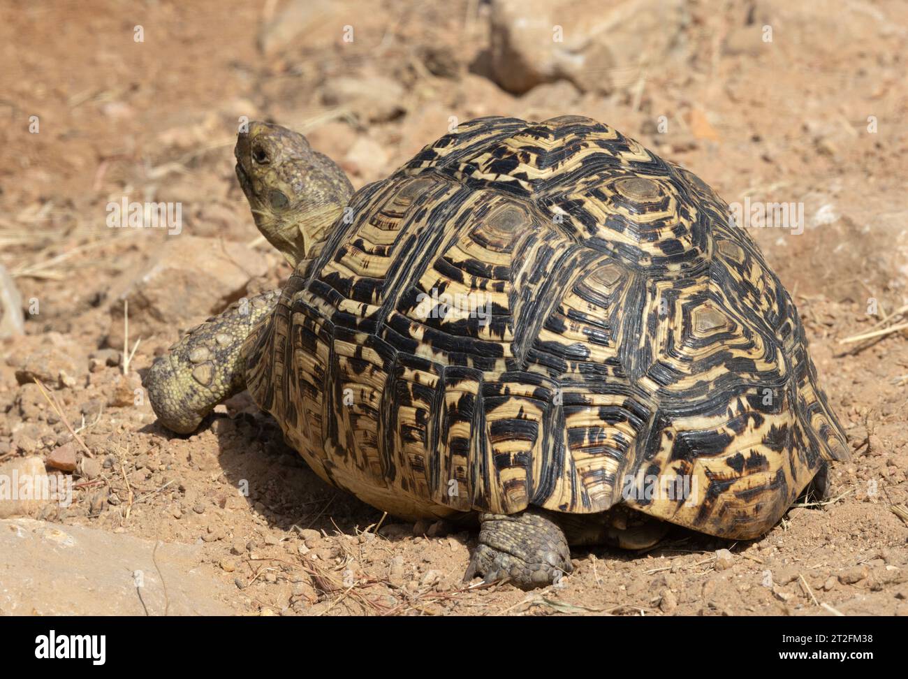 The Leopard Tortoise is the largest of the native species of tortoise ...