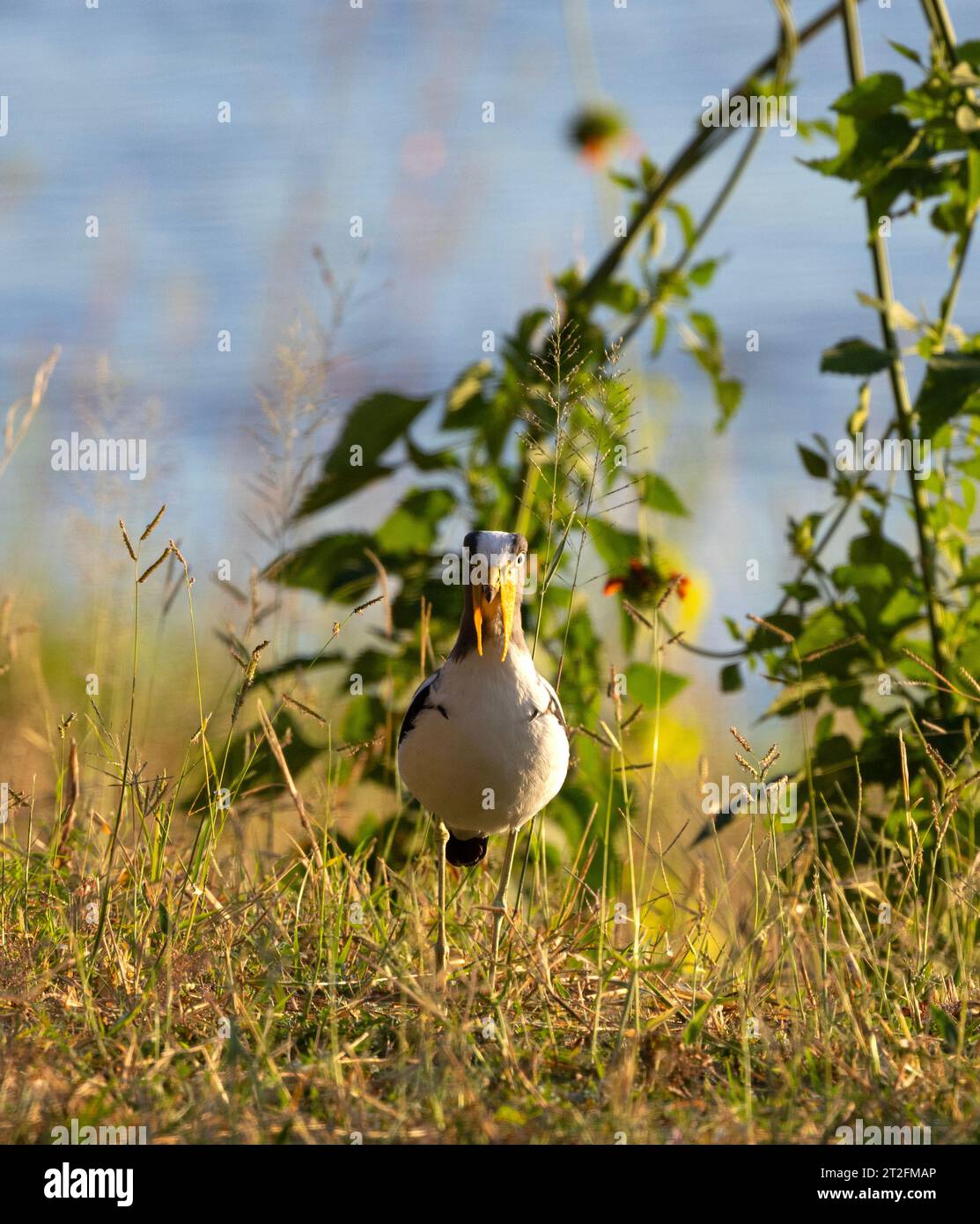 The White-crowned is a common waterbird found along permanent waterways ...