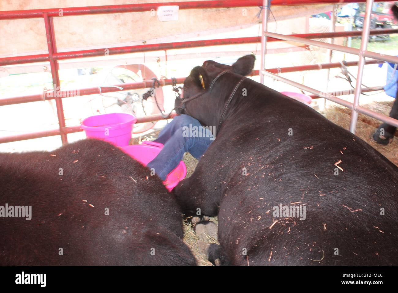 Laying with Cows (Humans interacting with cows by laying together Stock ...