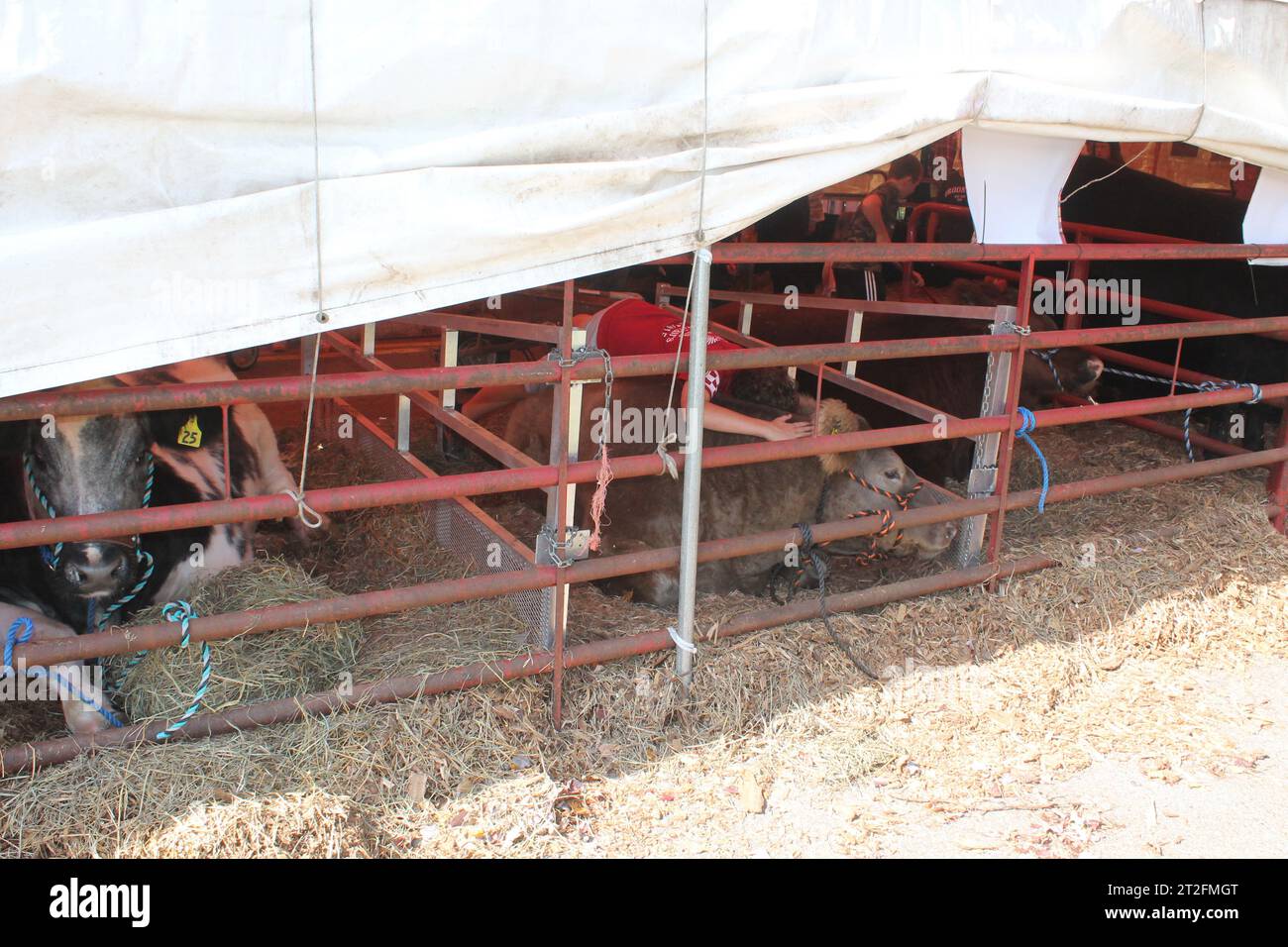 Humans interacting with cows hi-res stock photography and images - Alamy