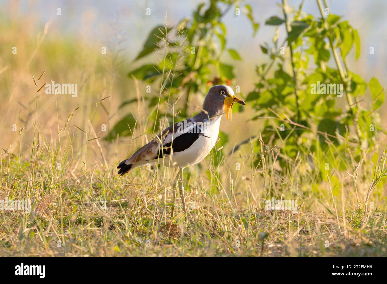 The White-crowned is a common waterbird found along permanent waterways ...