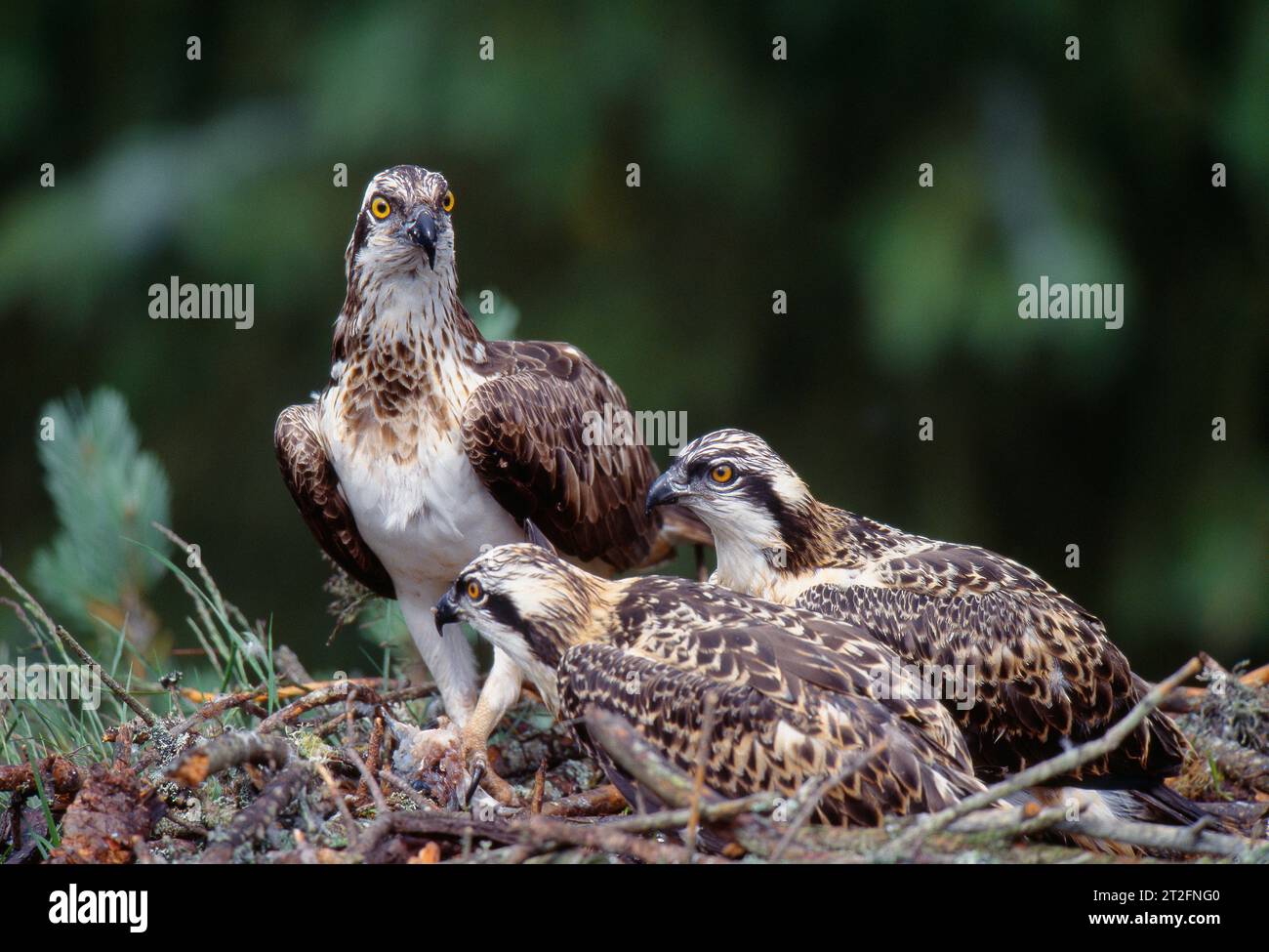 Ospreys (Pandion haliaetus) female at nest with two well-grown young ...