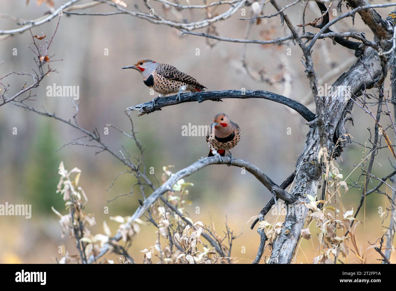 The red shafted male northern flicker or common flicker (Colaptes ...