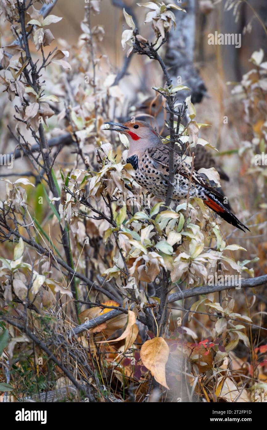 The red shafted male northern flicker or common flicker (Colaptes ...