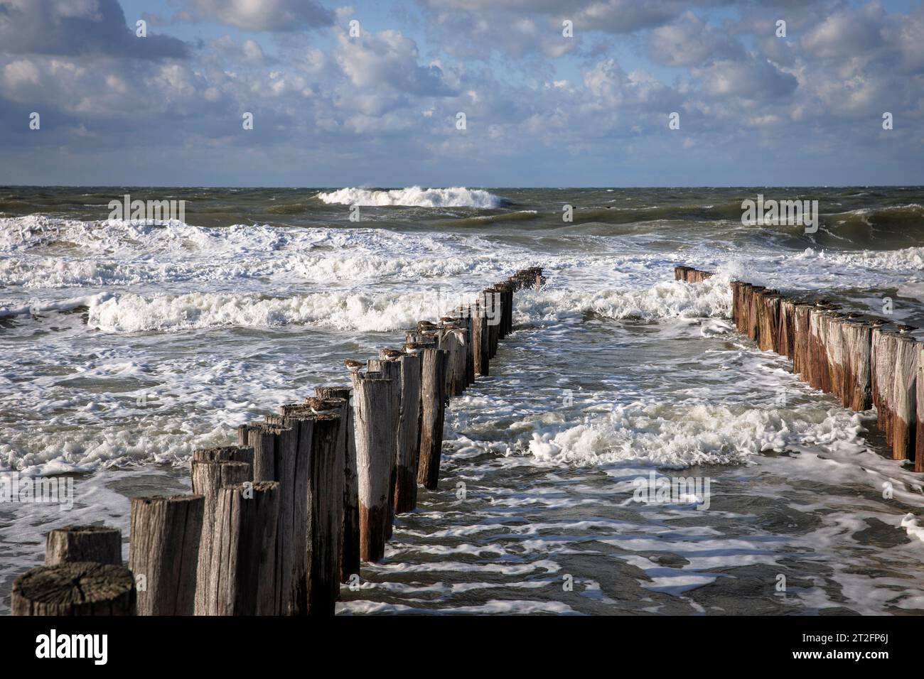 goyne on the beach between Oostkapelle and Domburg on Walcheren ...