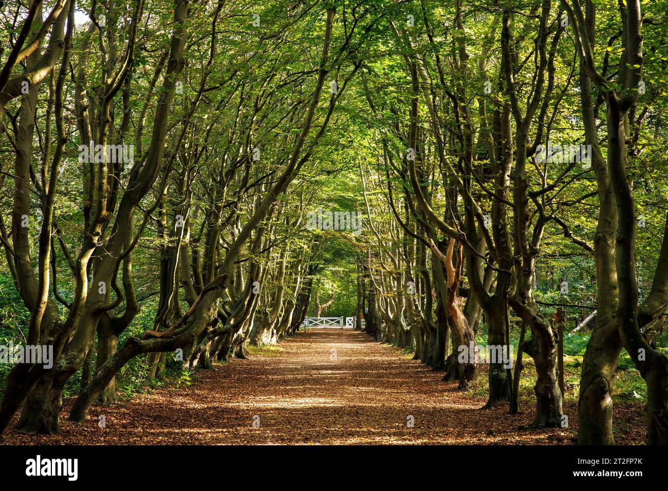 Netherlands, beech alley at the nature reserve de Manteling near ...