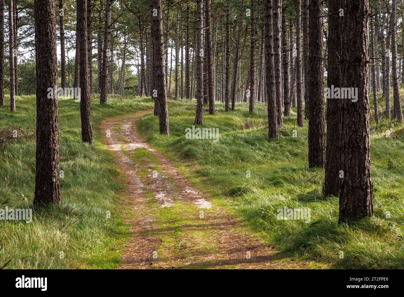 pine tree forest in the nature park Oranjezon near Vrouwenpolder on the ...