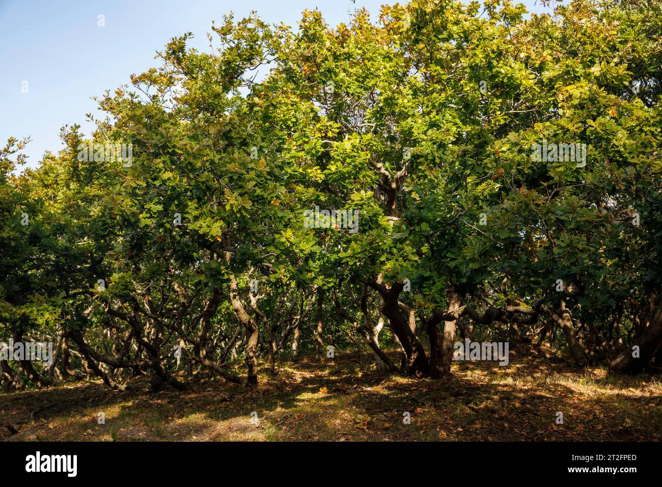 gnarled oak trees in the nature reserve de Manteling near Domburg on ...