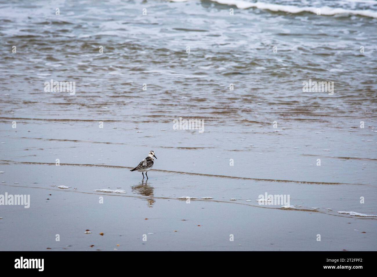 dunlin (Calidris alpina) on the beach in Ooostkapelle on Walcheren ...