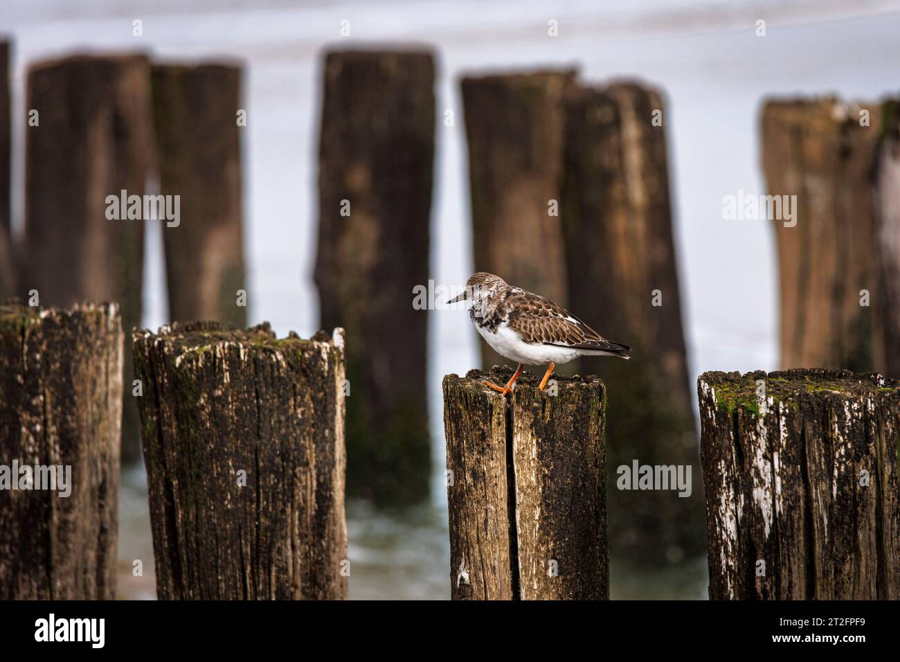 Alpenstranlaufer hi-res stock photography and images - Alamy