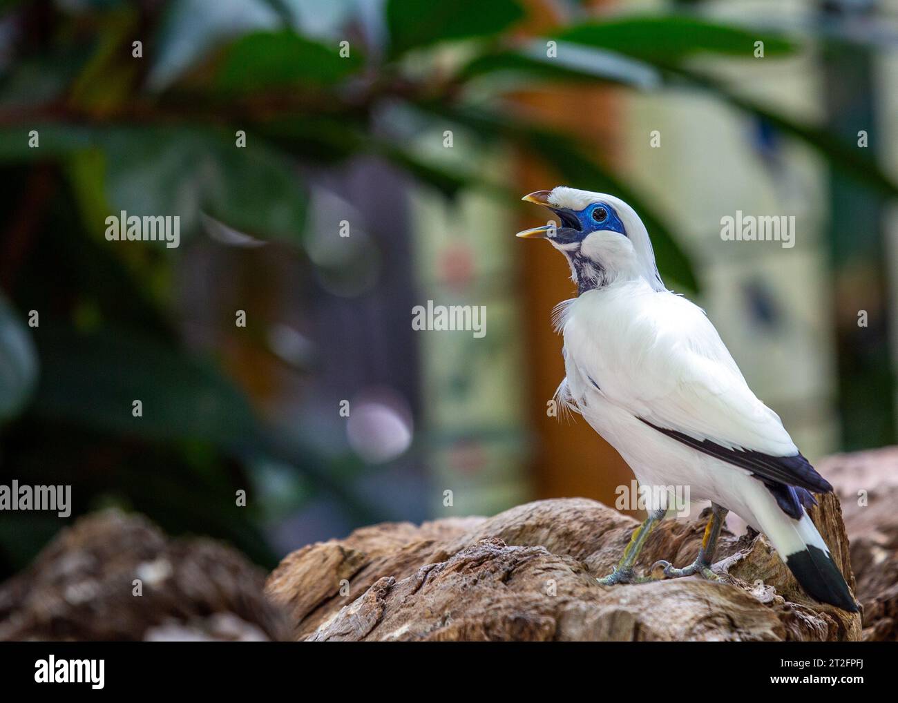 The Bali mynah is a beautiful, critically endangered bird found only on ...
