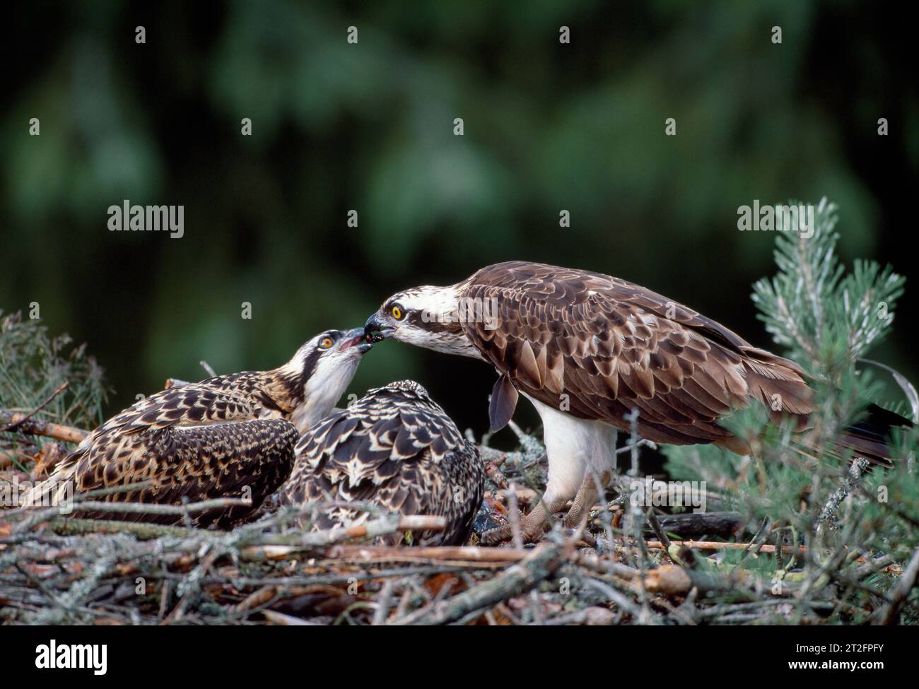 The chicks 1998 hi-res stock photography and images - Alamy