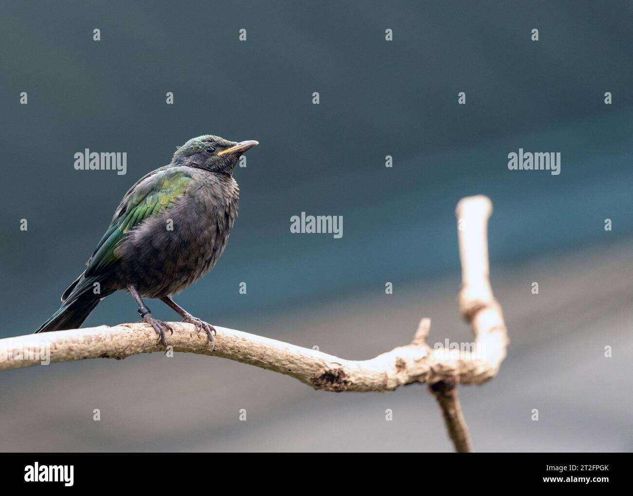 The emerald starling is a small starling found in West Africa. It is ...