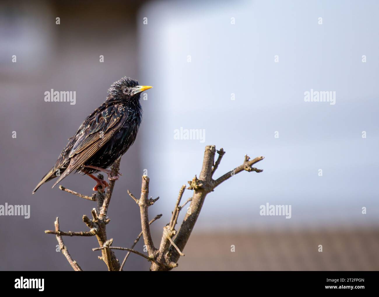 The European starling is a medium-sized passerine bird in the starling ...