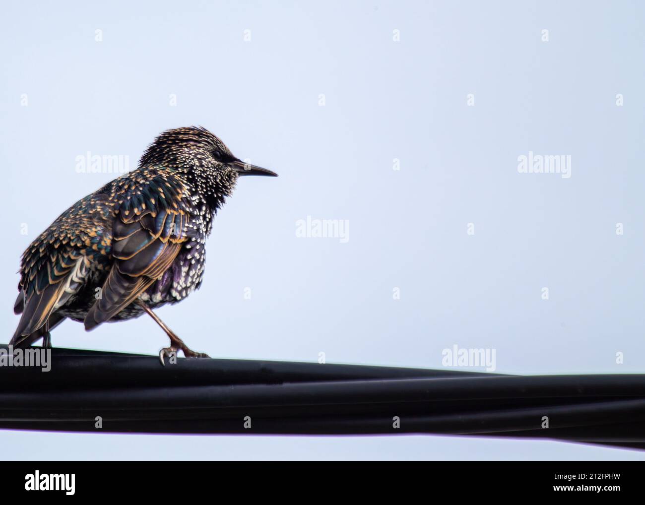 The European starling is a medium-sized passerine bird in the starling ...