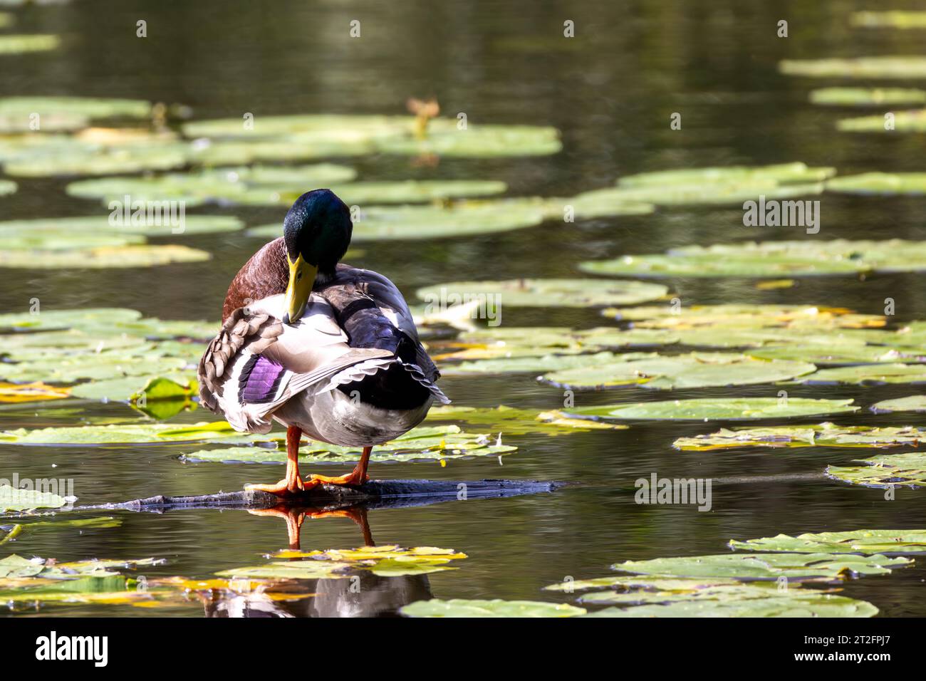 Mallard duck cleaning waterfowl hi-res stock photography and images - Alamy