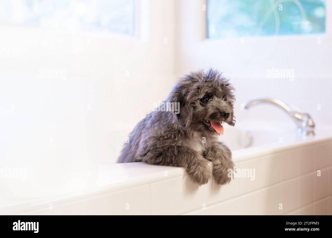 Cute fluffy puppy getting ready to take a bath Stock Photo - Alamy