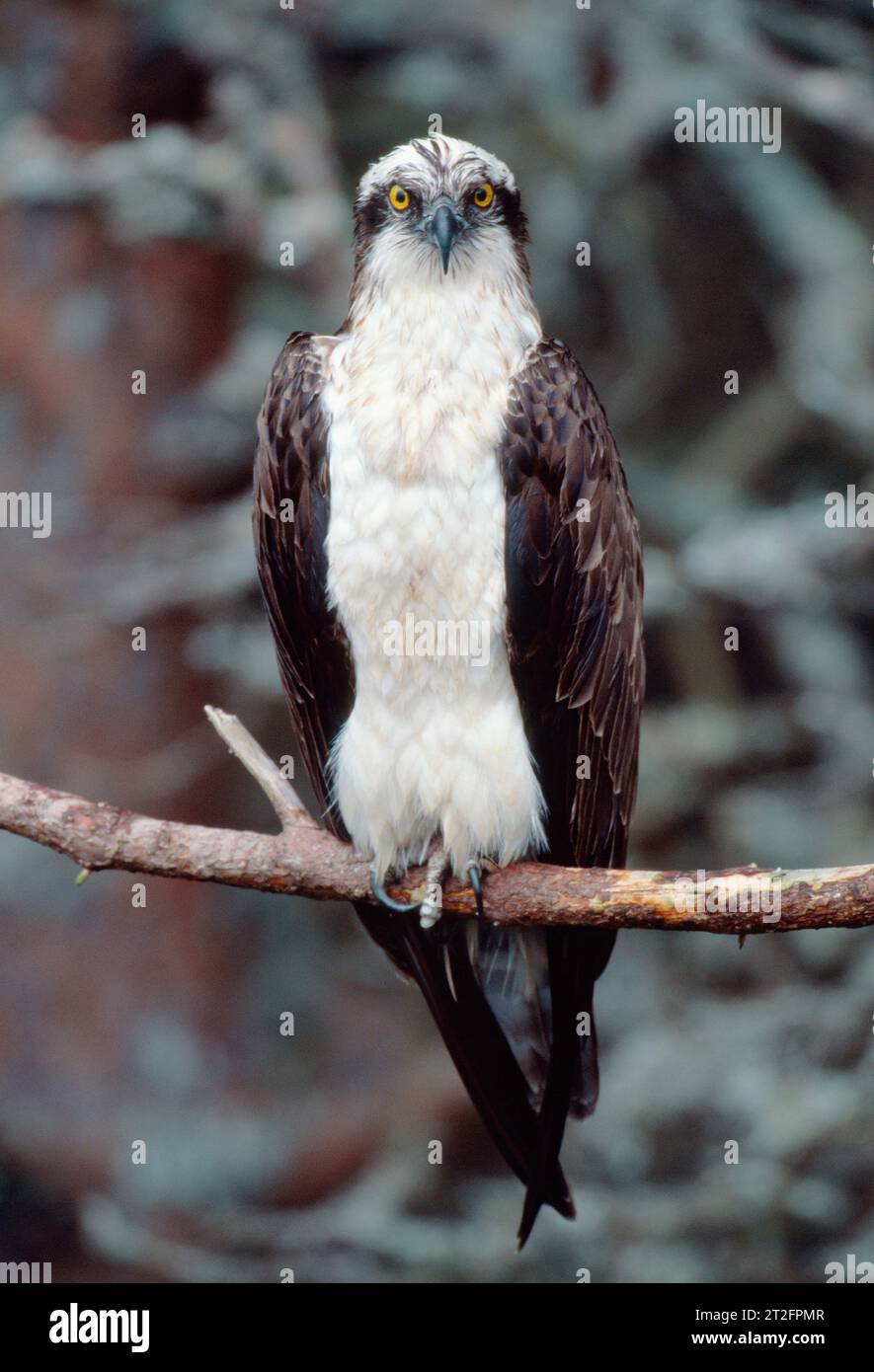 Osprey (Pandion haliaetus) male on off-duty perch in Scots Pine (Pinus ...