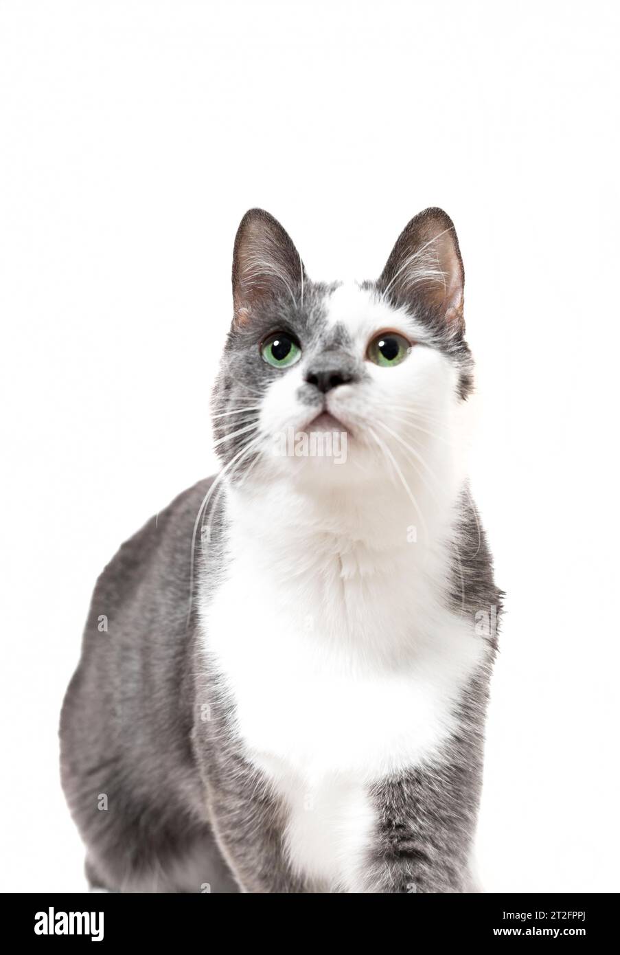 gray and white cat posing on a white background in the studio Stock ...