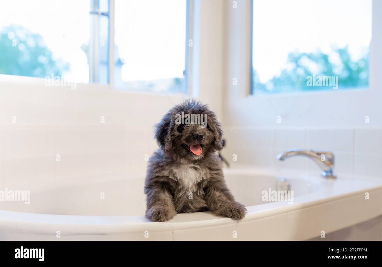Cute fluffy puppy getting ready to take a bath Stock Photo - Alamy