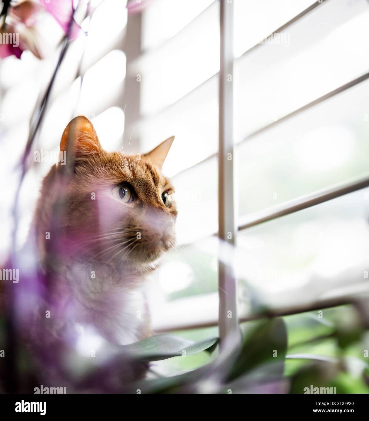 Short haired tabby cat hi-res stock photography and images - Alamy
