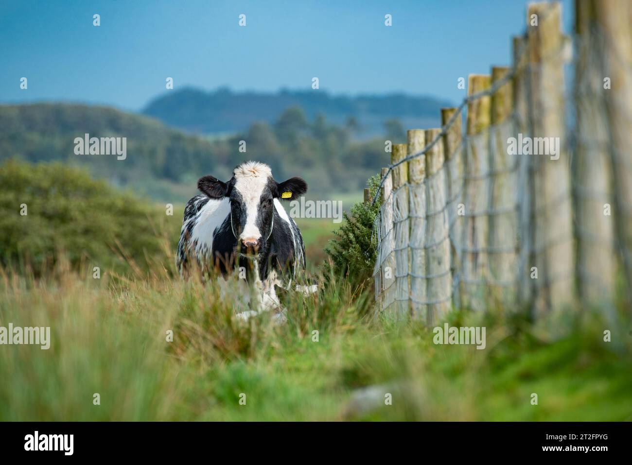 A beef cow and fence, Lancashire, UK Stock Photo - Alamy