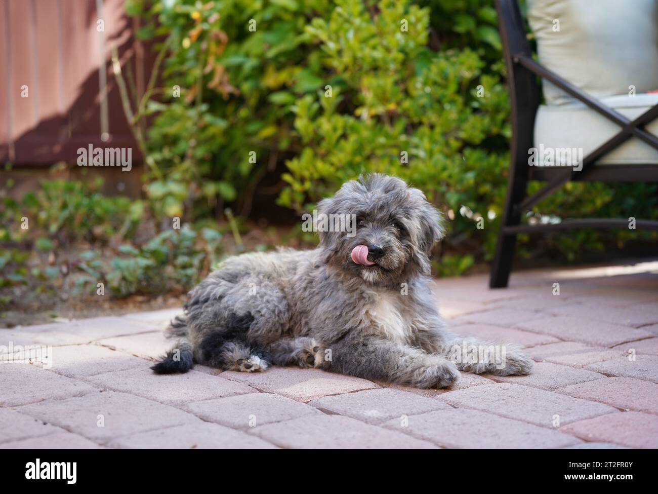 Fluffy puppy laying on the ground in the garden with his tongue out ...