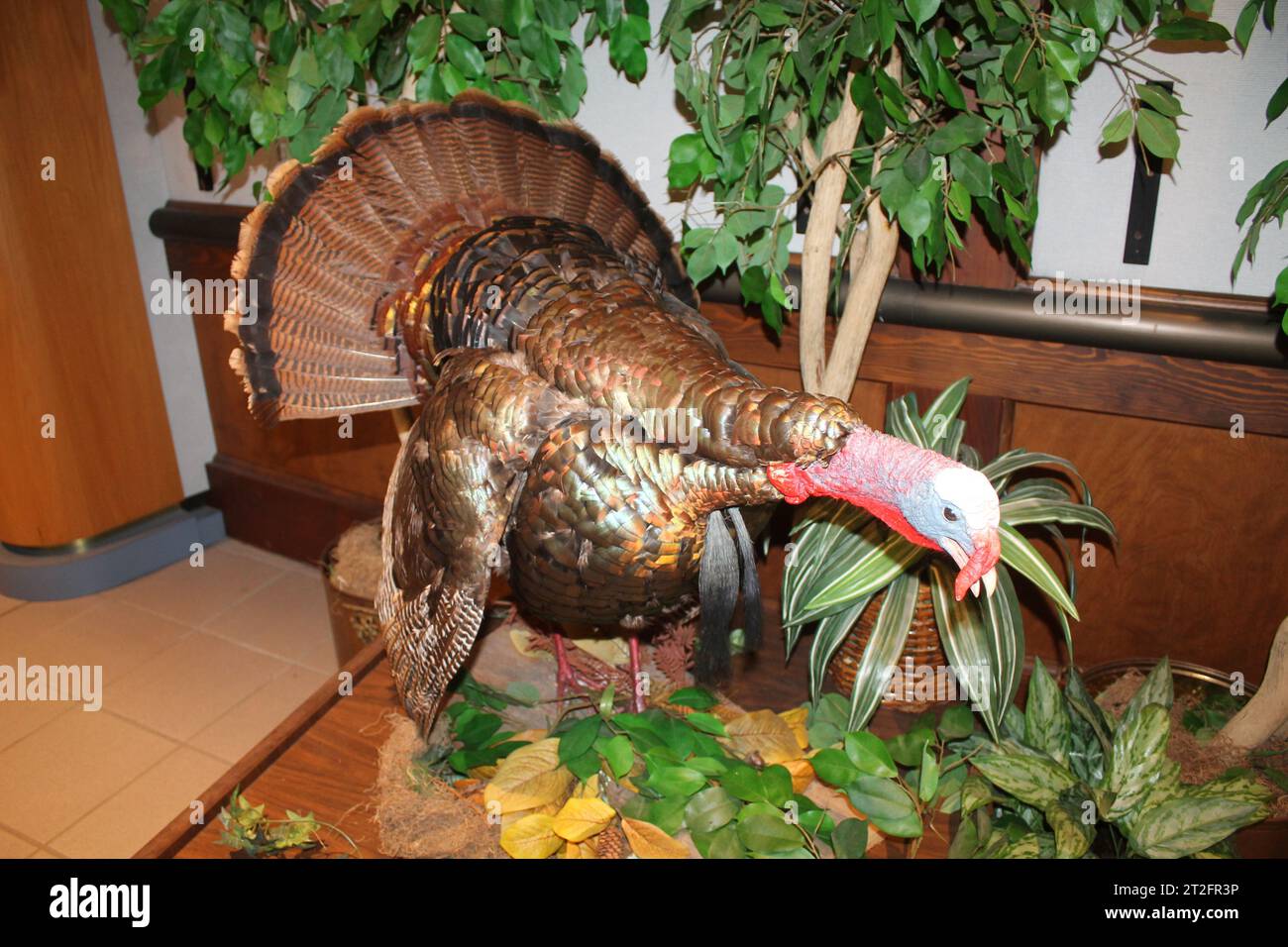 Taxidermied Adult Male Turkey (Tom, Gobbler Stock Photo - Alamy