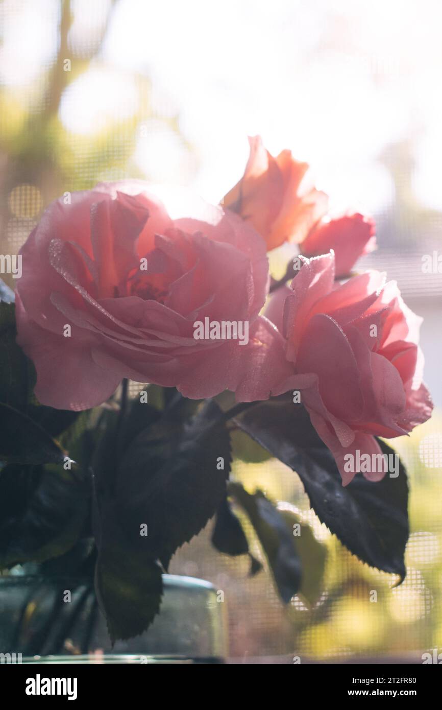 Roses in a vase on the window in the rays of sunlight Stock Photo - Alamy