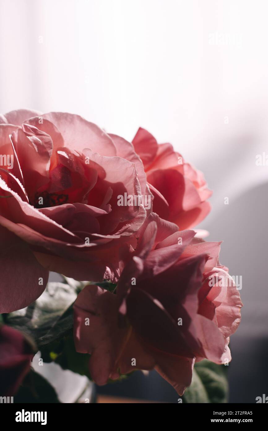 Roses in a vase on the window in the rays of sunlight Stock Photo - Alamy