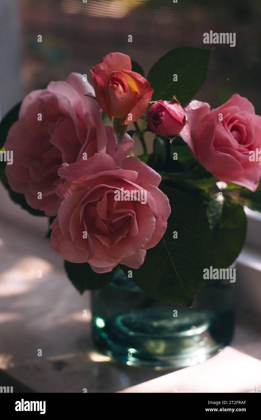 Roses in a vase on the window in the rays of sunlight Stock Photo - Alamy