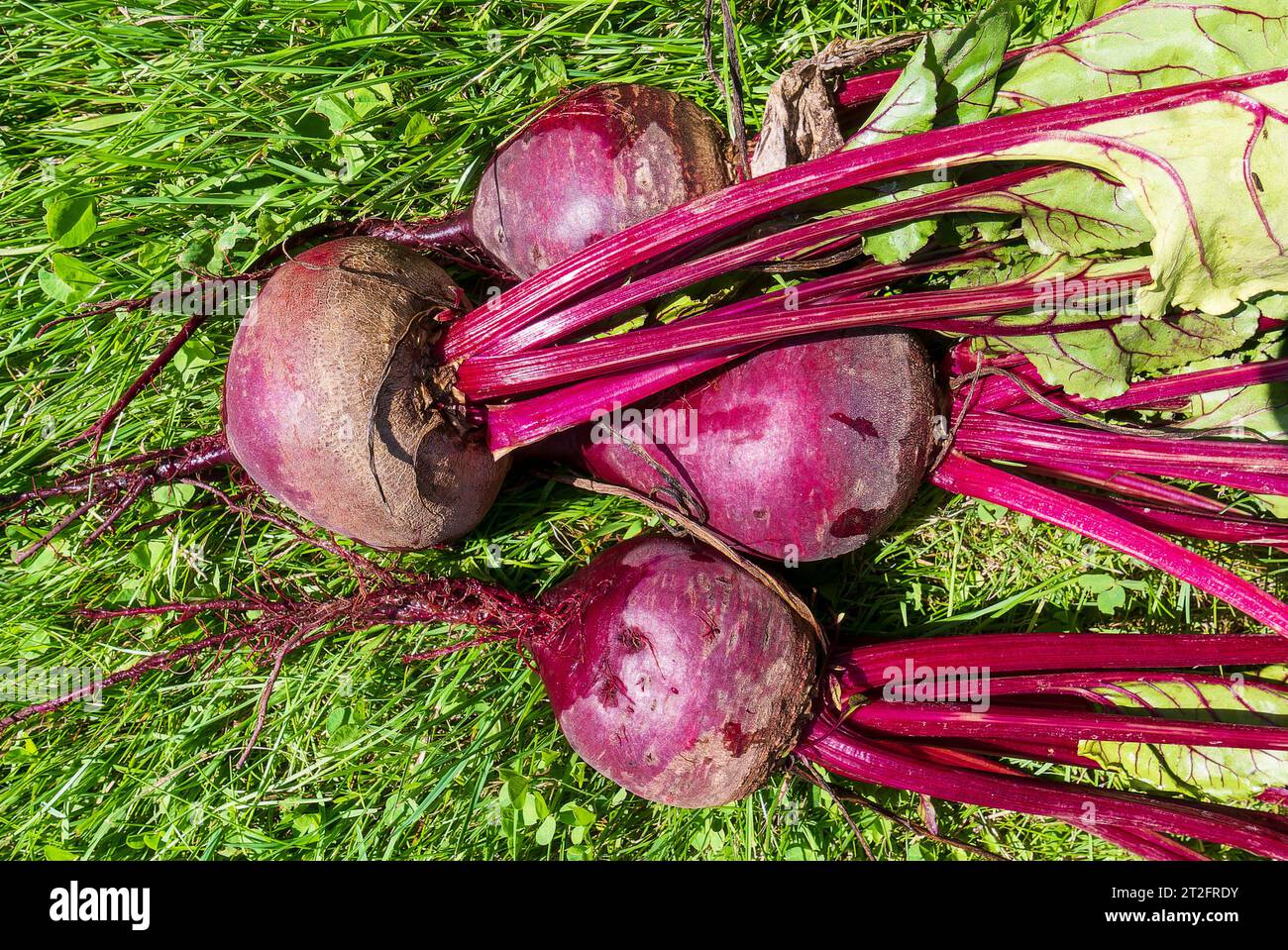 Root crops hi-res stock photography and images - Alamy