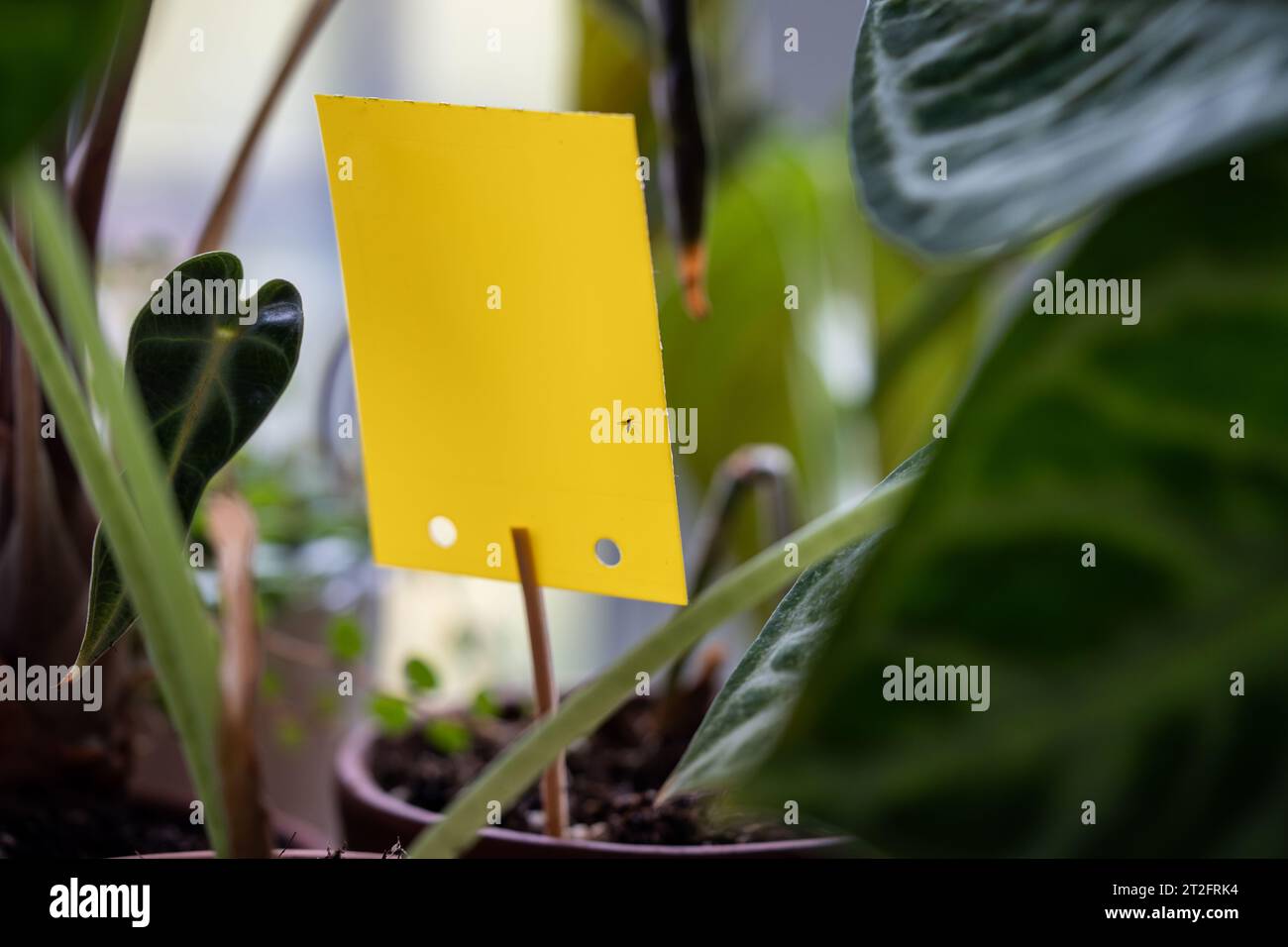Fungus gnats stuck on yellow sticky trap closeup. Flypaper for ...