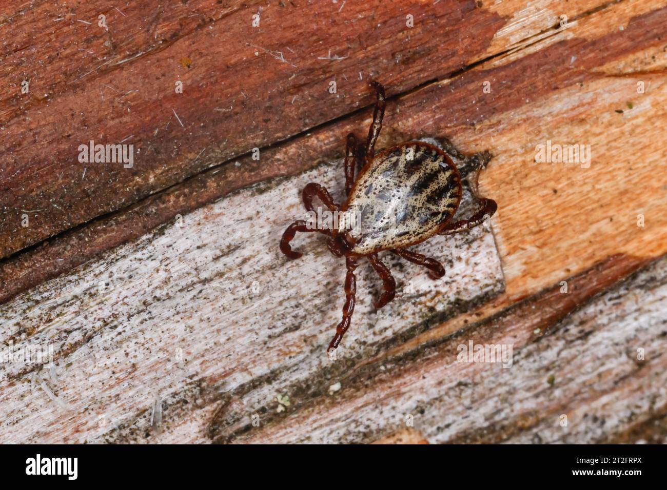 Zecken hi-res stock photography and images - Alamy