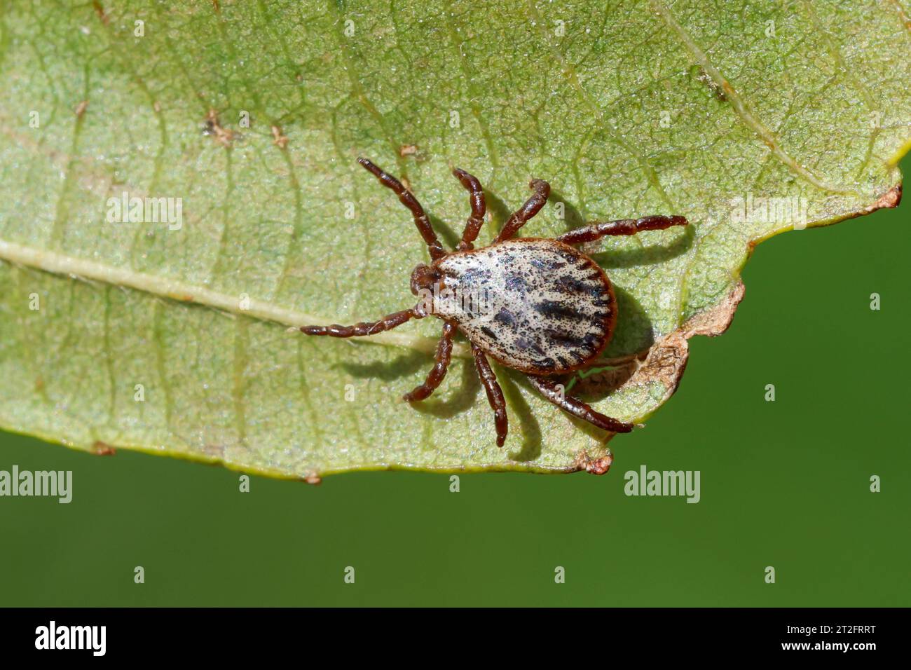 Auwaldzecke, Auwald-Zecke, Wiesenzecke, Buntzecke, Winterzecke, Zecke ...