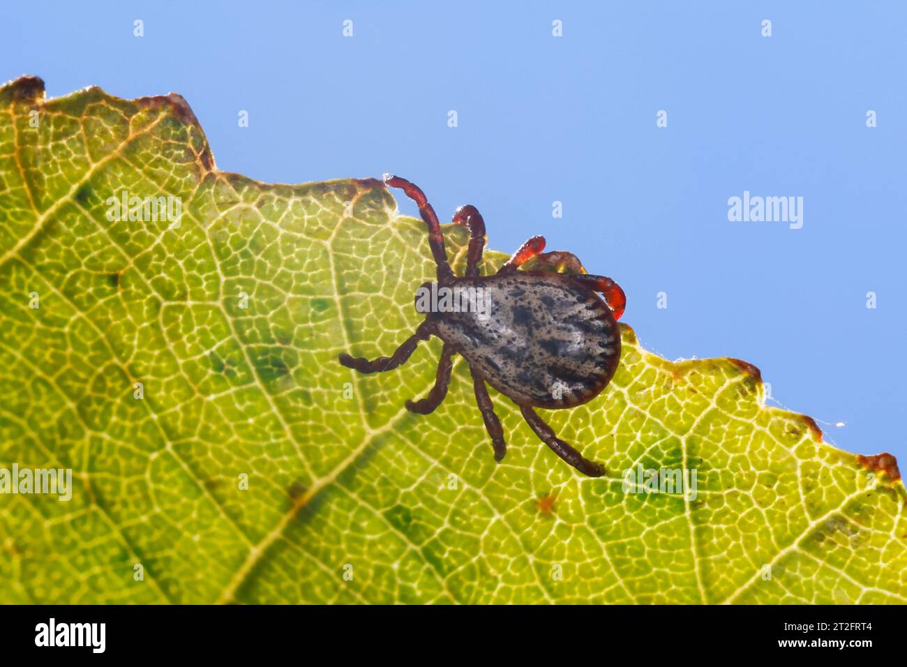 Dermacentor pictus hi-res stock photography and images - Alamy