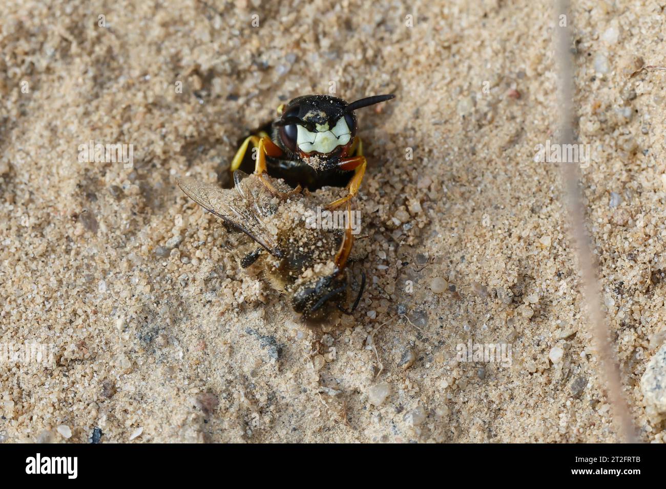 Nisteingang hi-res stock photography and images - Alamy