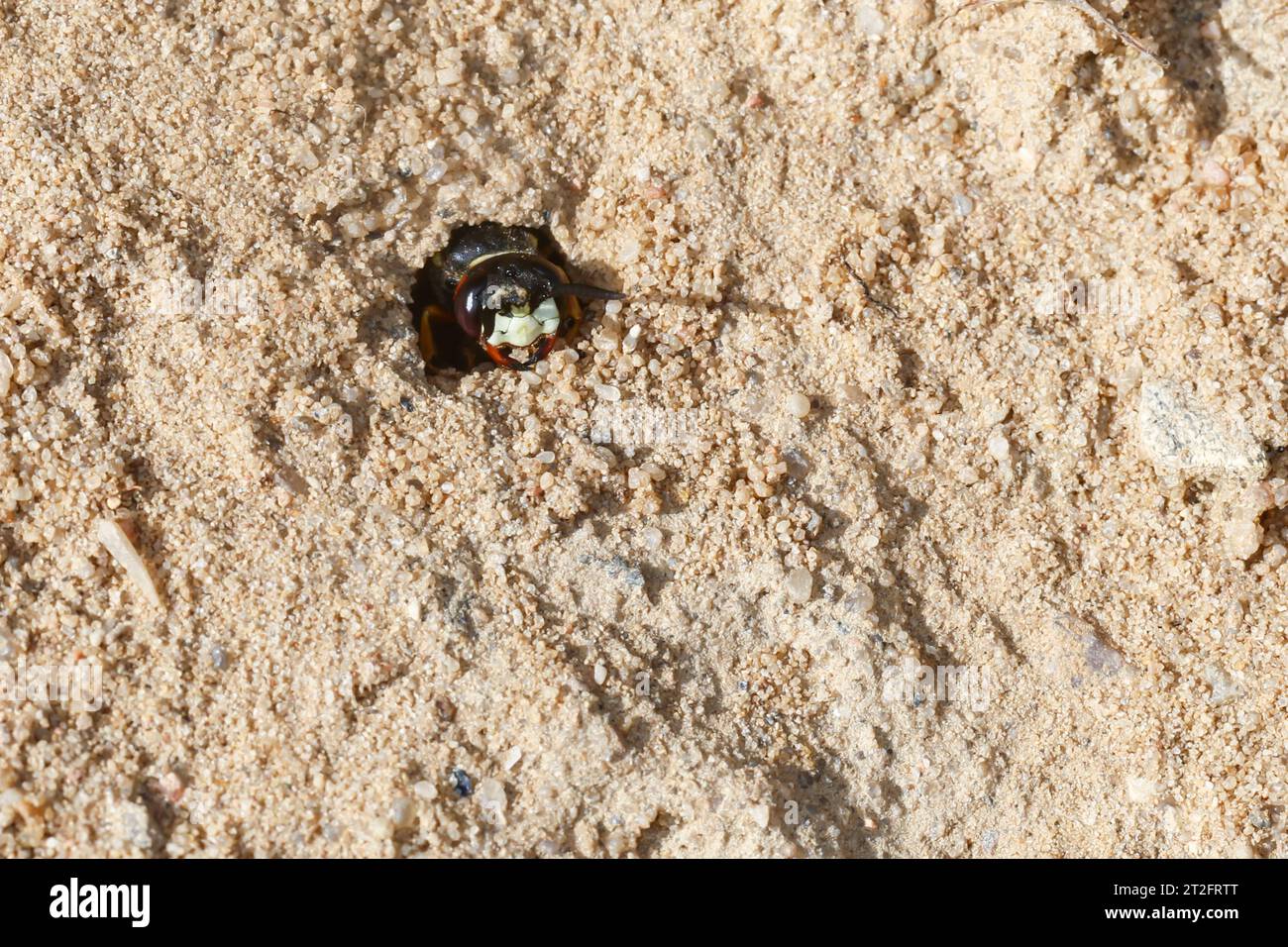 Nisteingang hi-res stock photography and images - Alamy