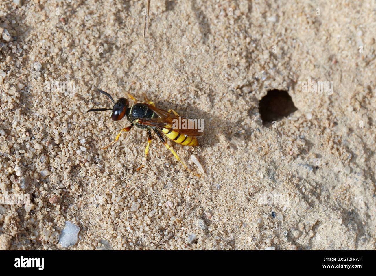 Nisteingang hi-res stock photography and images - Alamy