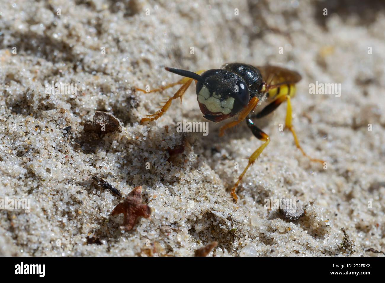 Le philanthe apivore hi-res stock photography and images - Alamy