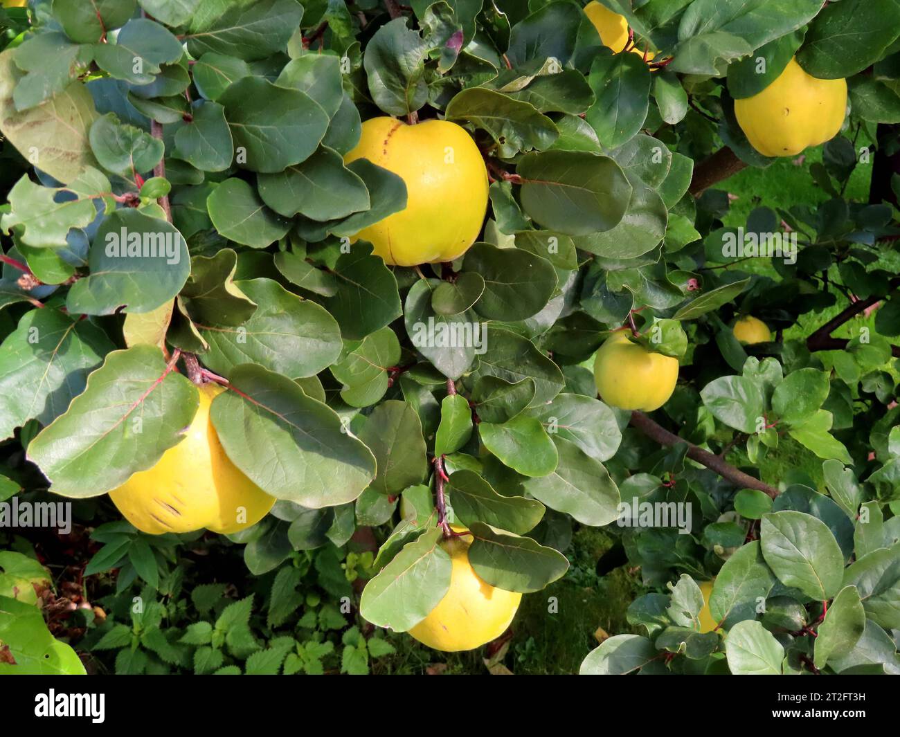 Diese Apfel Quitten sind erntereif - daraus eine schmackhafte ...