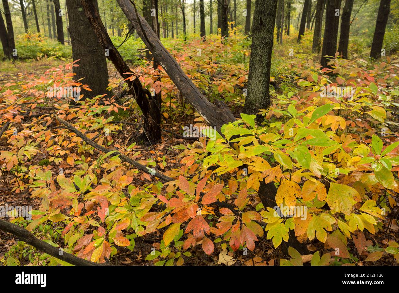 Fall foliage in northern Indiana oak forest Stock Photo - Alamy