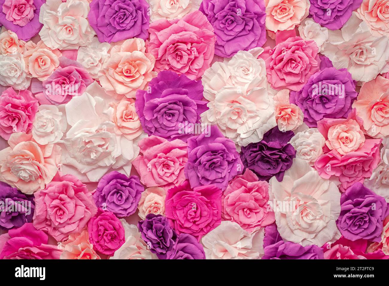 Variegated multi colored rose hi-res stock photography and images - Alamy