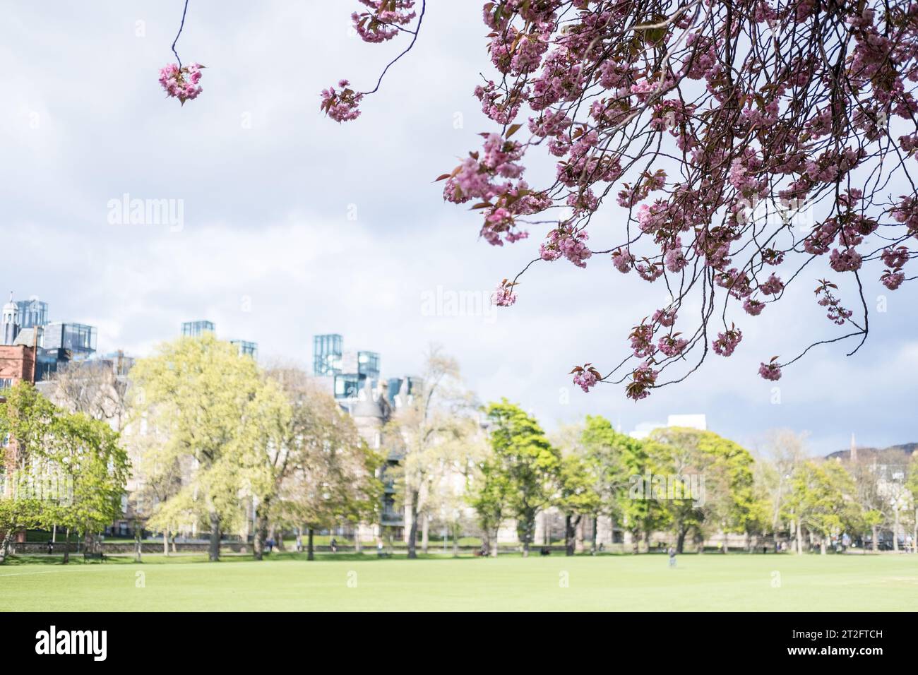 The Meadows park in spring. Beautiful pink Cherry Blossom or Sakura. in ...