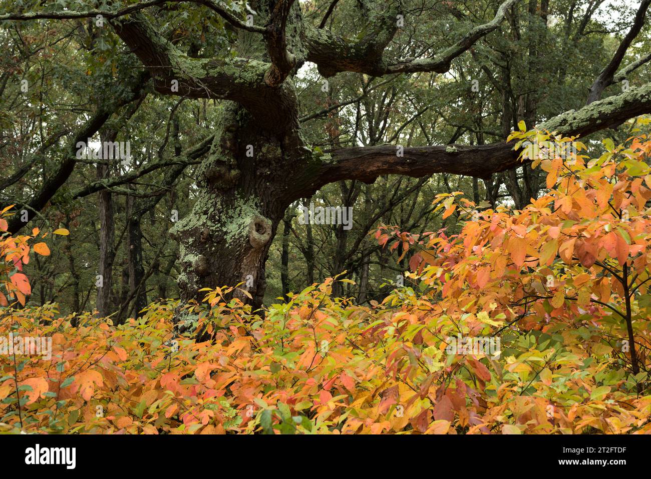Fall foliage in midwest oak forest Stock Photo - Alamy
