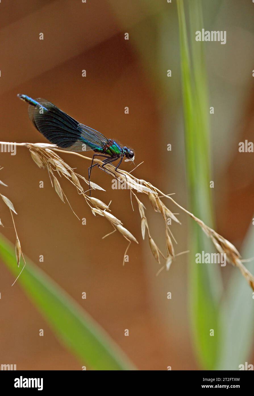 Banded Demoiselle (Calopteryx splendens) adult on dry grass-head eating ...