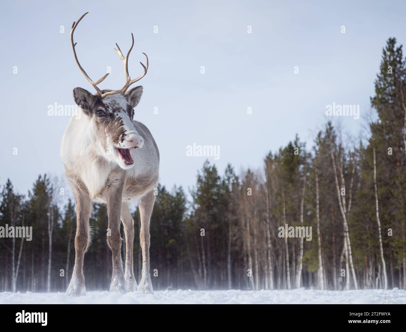 Finnish forest reindeer hi-res stock photography and images - Alamy