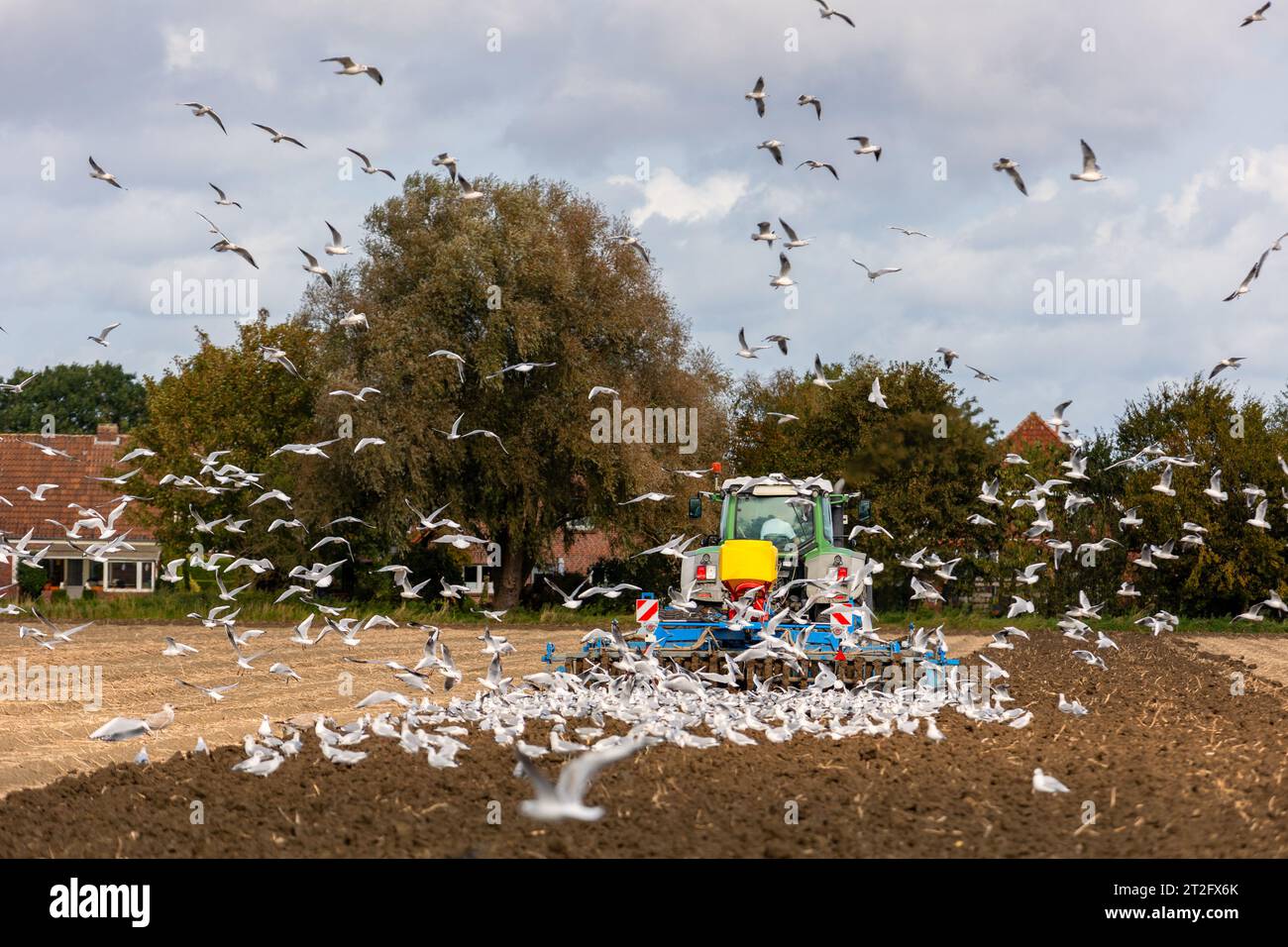 Big flock of hungry seagulls birds following modern tractor ...
